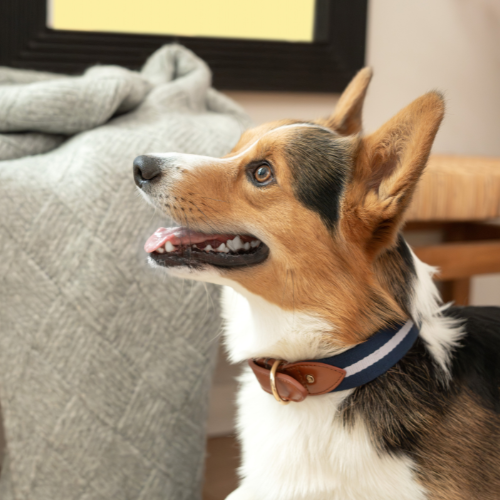 Harry Barker | Luxury Dog Accessories and Products